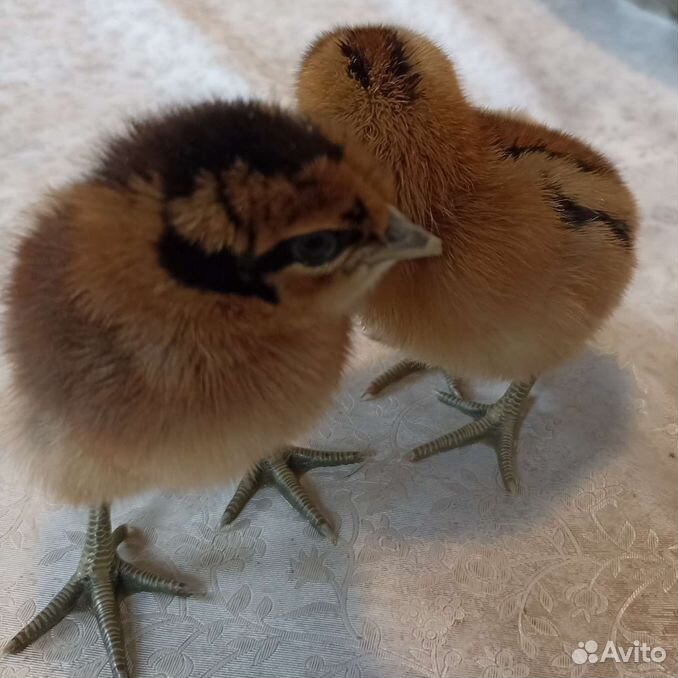 Цыплята Лакеданзи