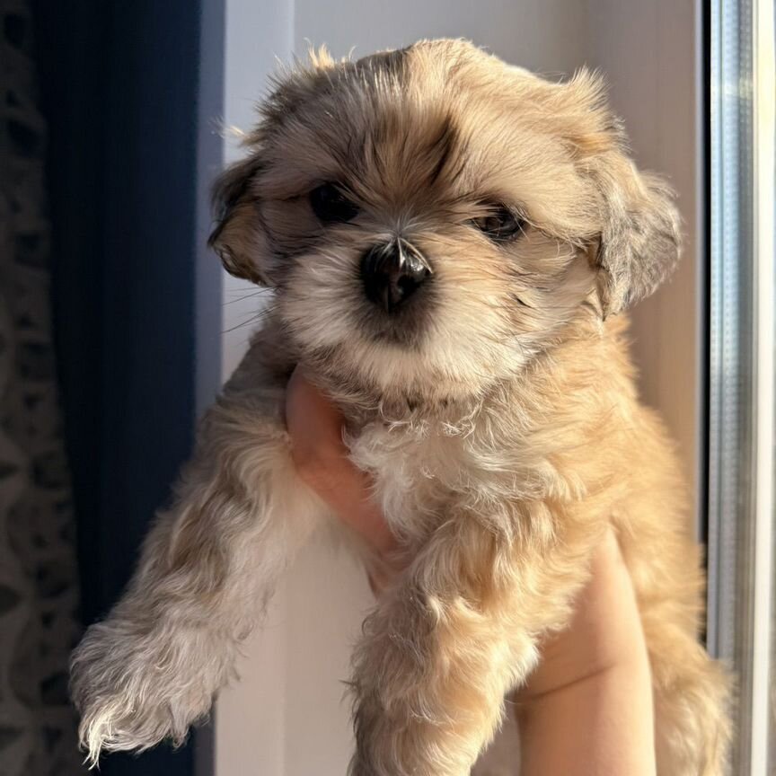 Ши-тцу, щенок