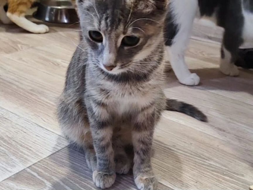 Котята