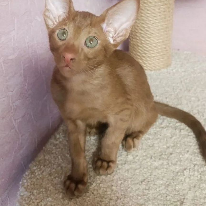 Ориентальный котёнок