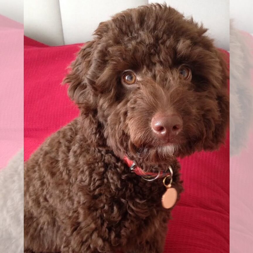 Кокапу, щенок