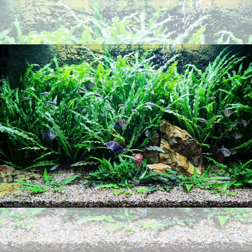 Аквариумное растение Криптокорина спиральная