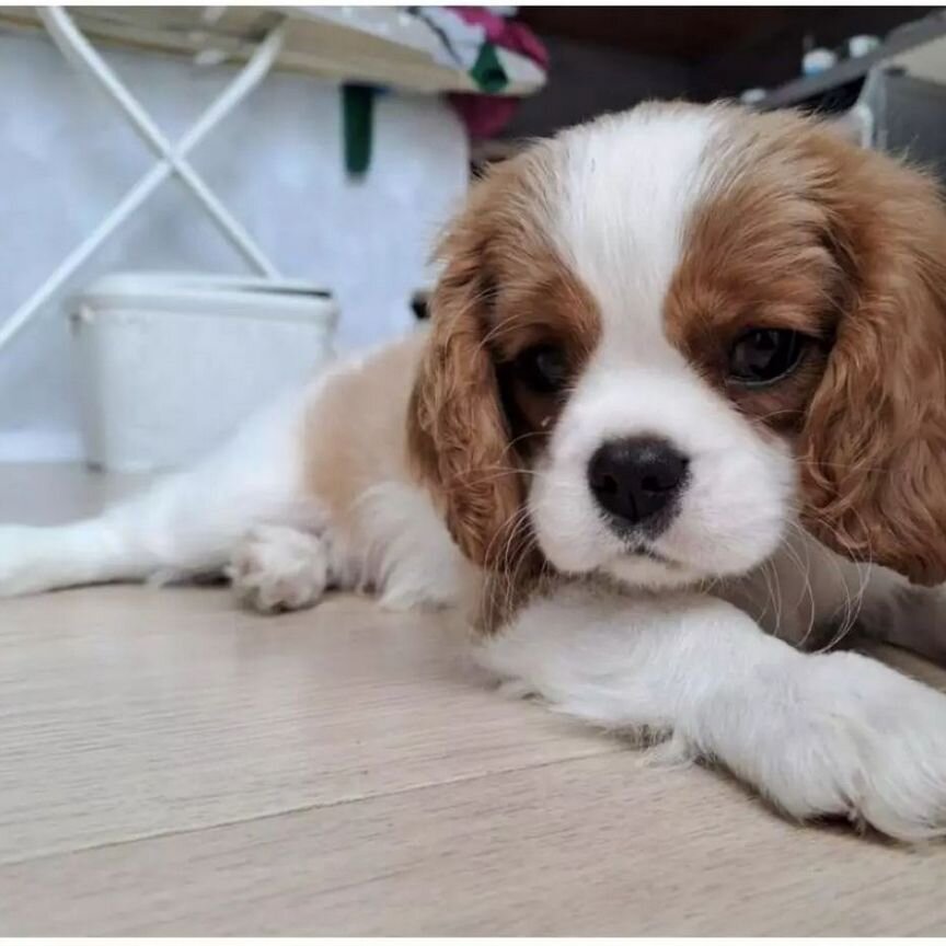 Кавалер кинг чарльз спаниель