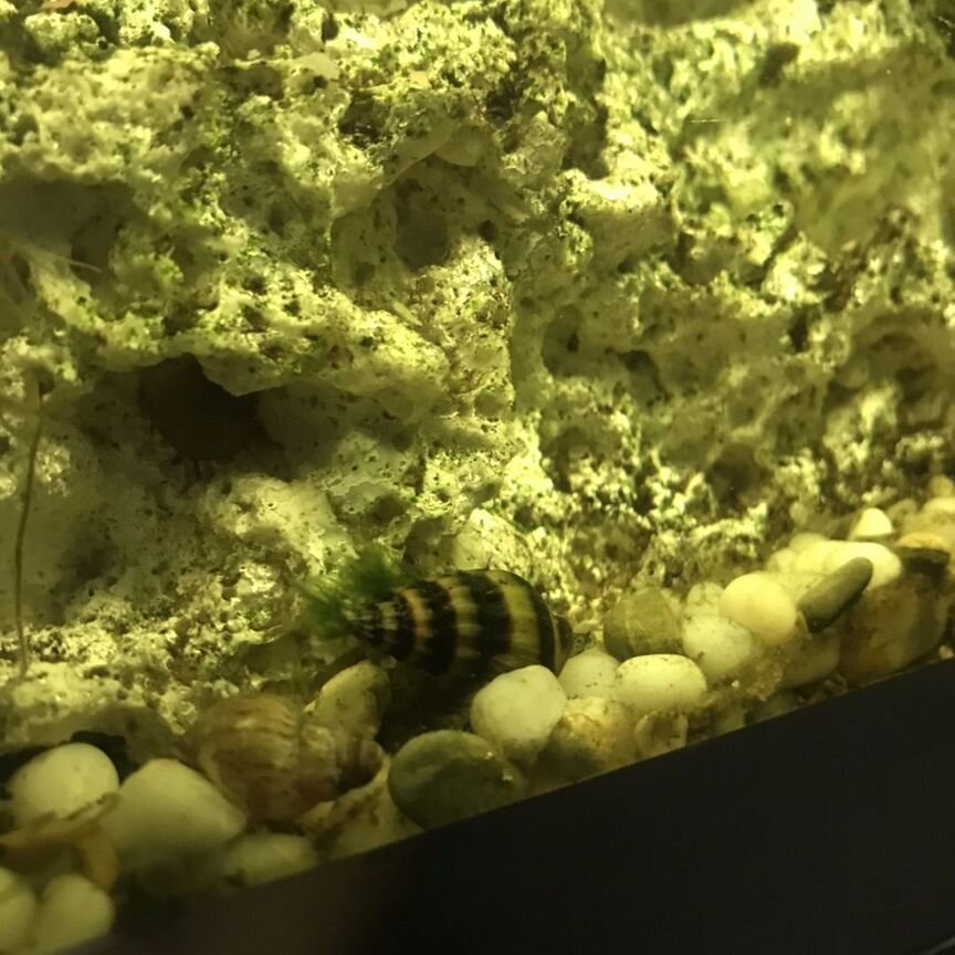 Хелены улиты