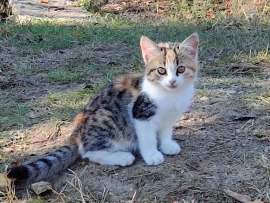 Котенок Счастье