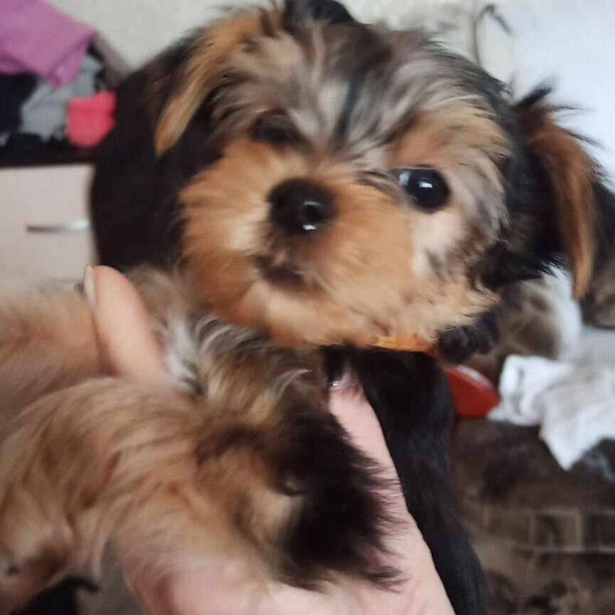 Йоркширский терьер щенки стандарт