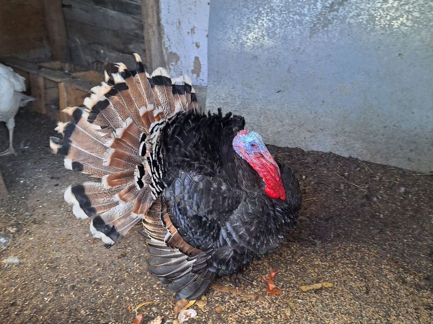 Индюки на племя