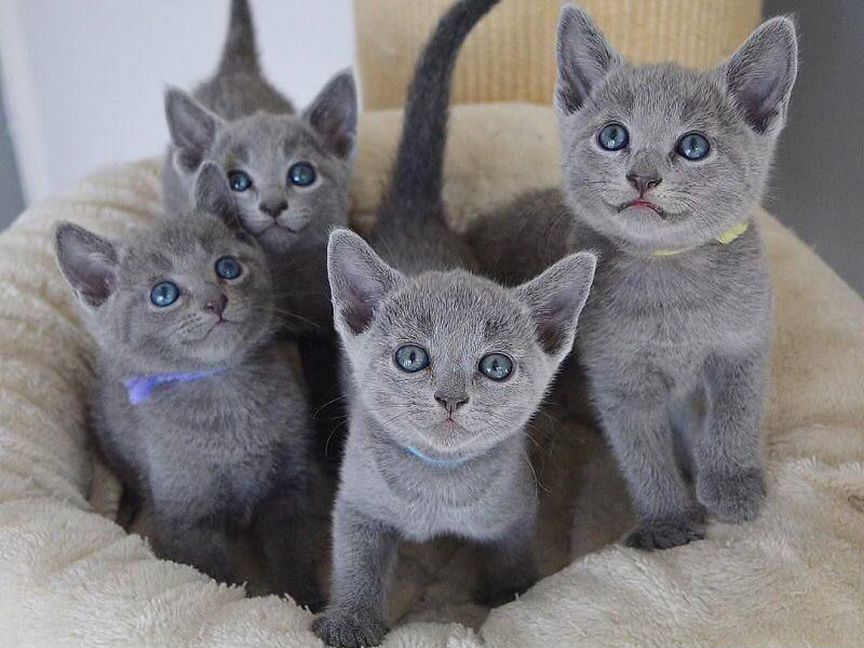 Котята русская голубая
