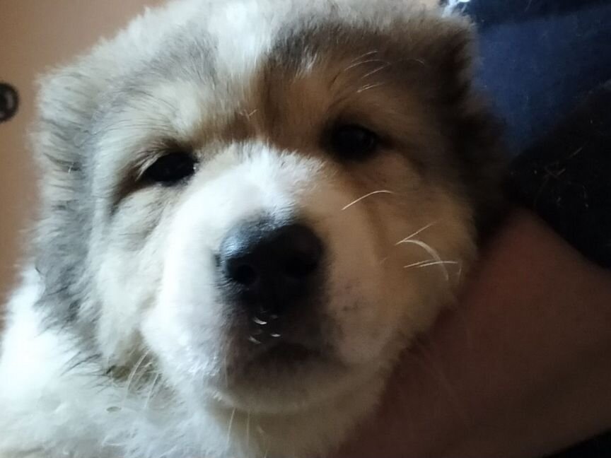 Среднеазиатская овчарка алабай щенки