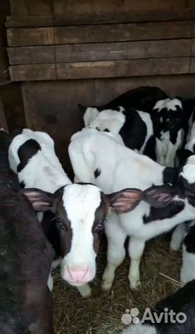 Бычки телята