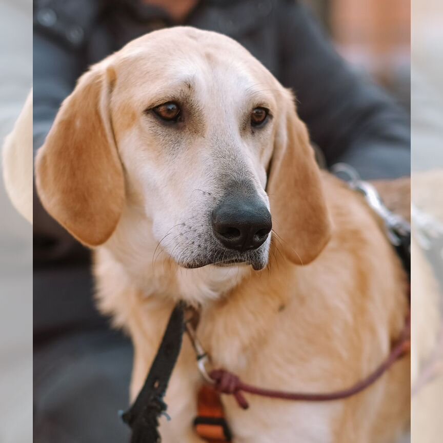 Русская гончая, взрослая собака