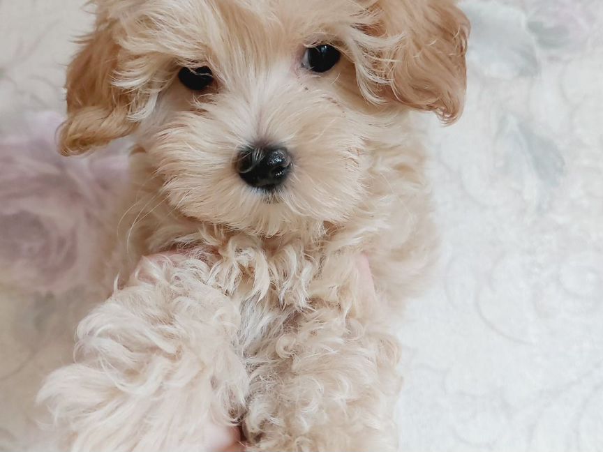 Мальтипу карамелька f1