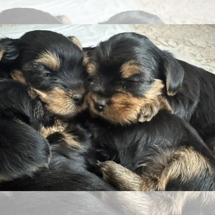 Йоркширский терьер, щенок