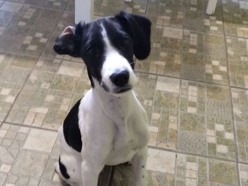 Отдам в добрые руки щенка