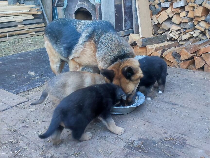 Собака в добрые руки