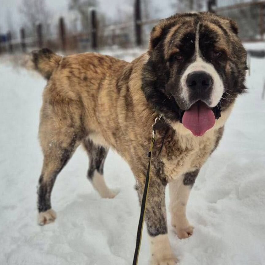 Взрослый пёс в добрые руки