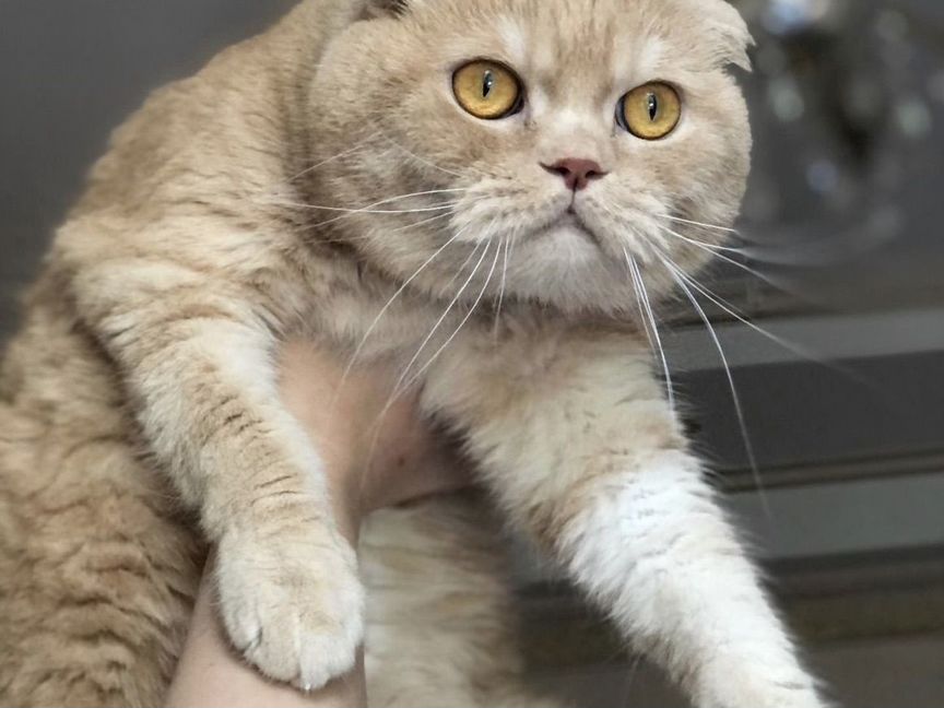Шотландский вислоухий кот