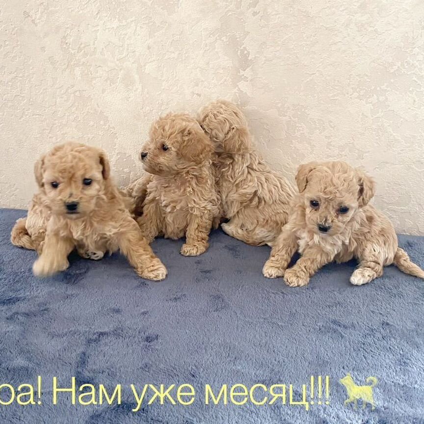 Бишон фризе, щенок