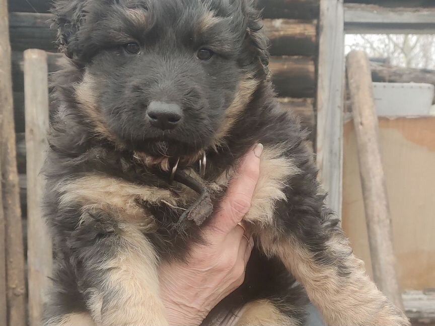 Восточноевропейская овчарка (помесь)