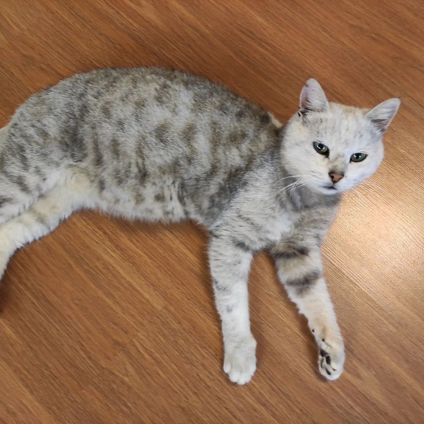 Дымчатый кот мышелов. Серьезный