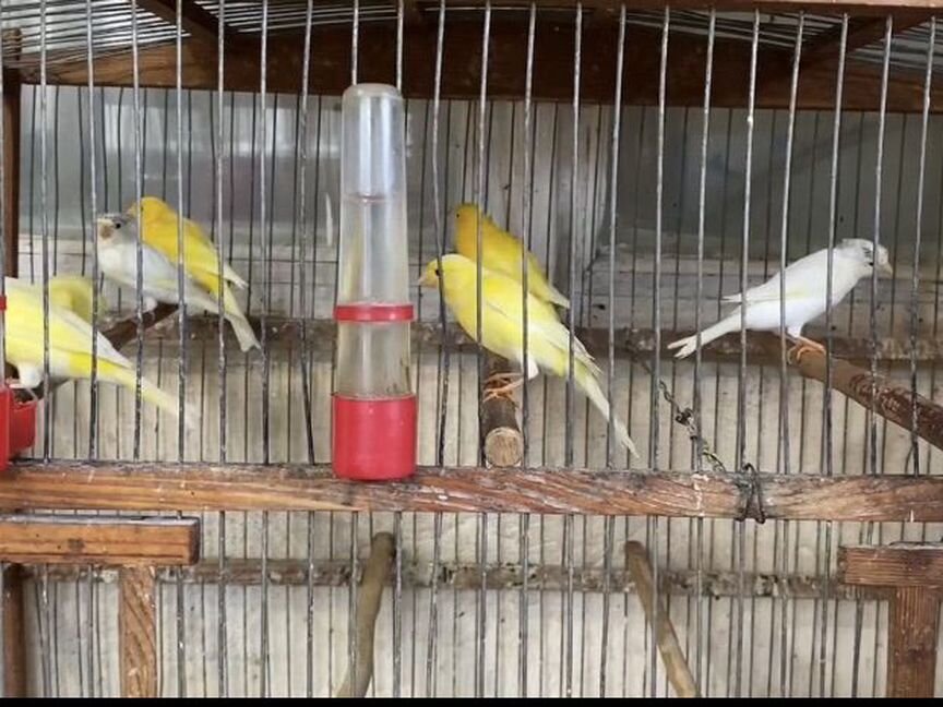 Канарейки певчие птицы