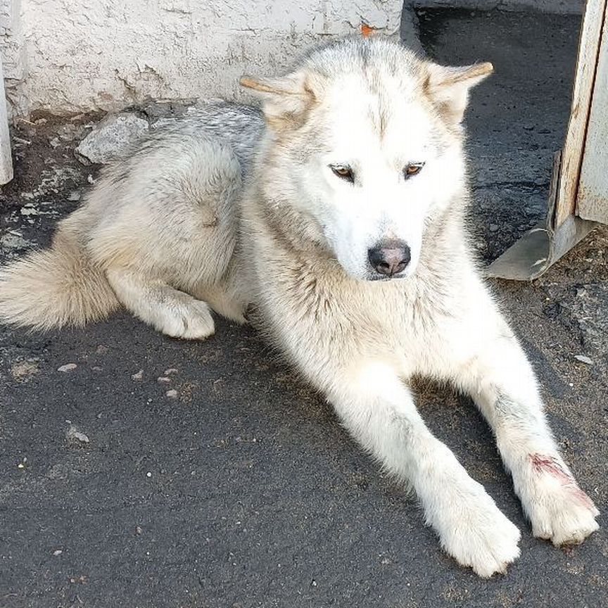 Лайка, взрослая собака