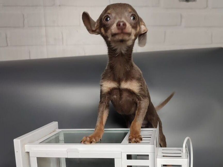 Той-терьер, мальчик тойчик