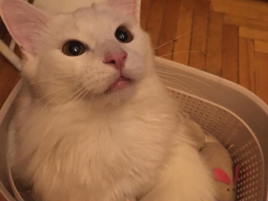 Кот в добрые руки