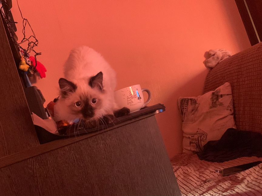 Тайский кот