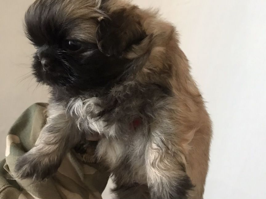 Щенки пекинеса чистокровные