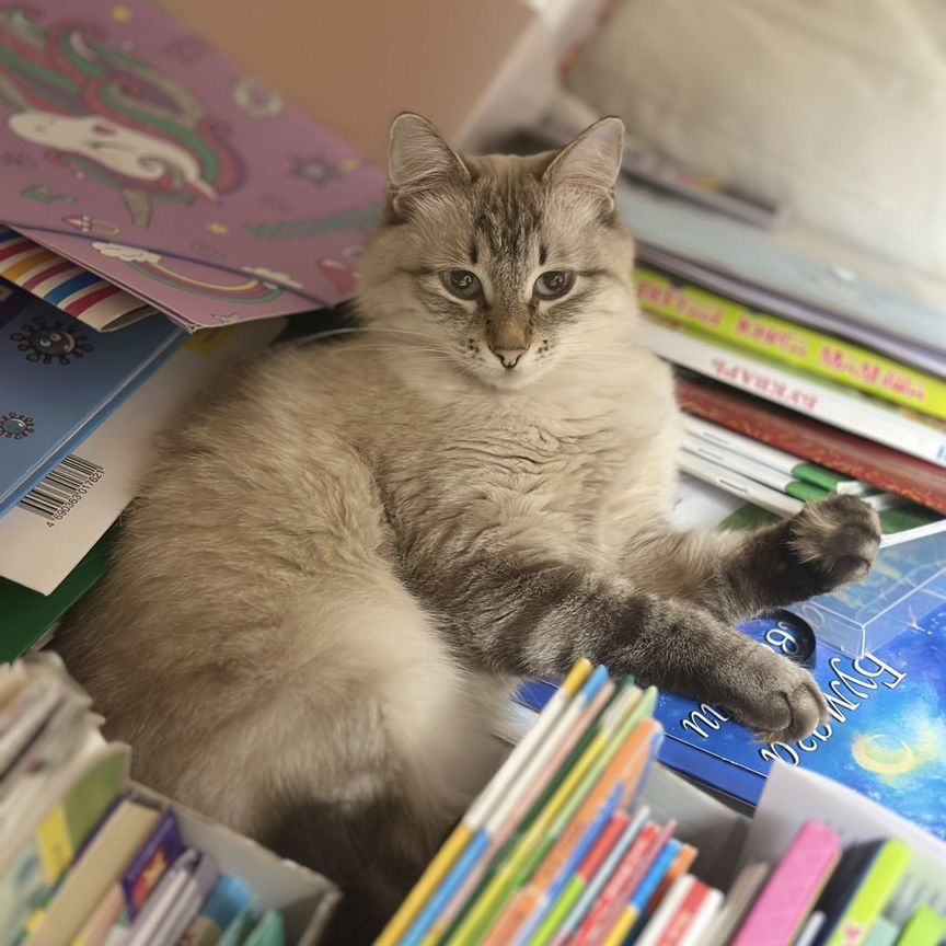 Кошечка Буся