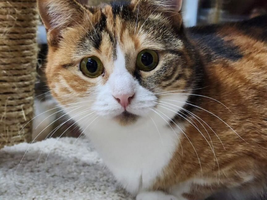 Яркая трехцветка кошка Лима