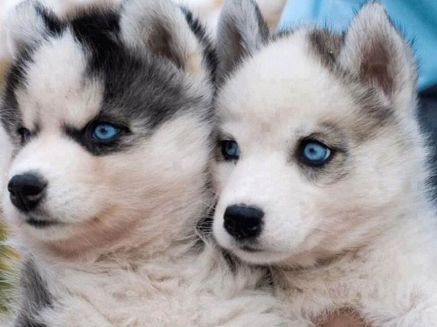 Щенки сибирской хаски