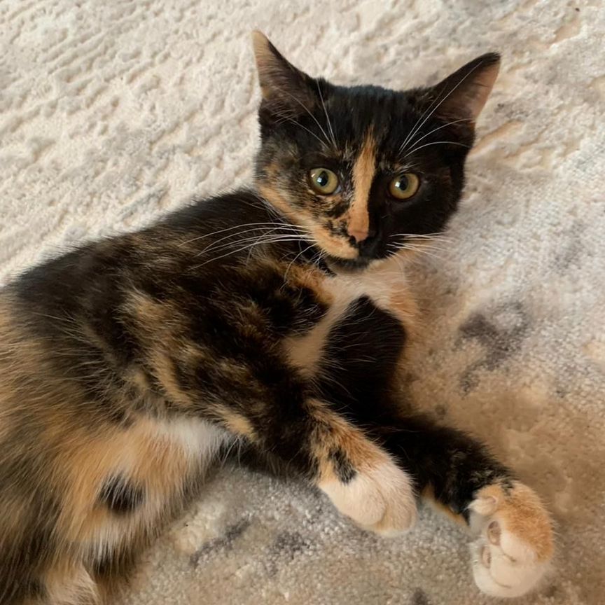 Котенок