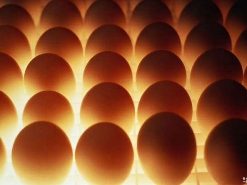 Инкубационное яйцо бройлера, цыплята