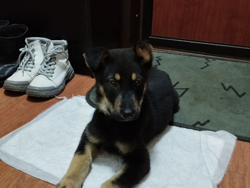 Собака,немецкая овчарка+австрал.келпи