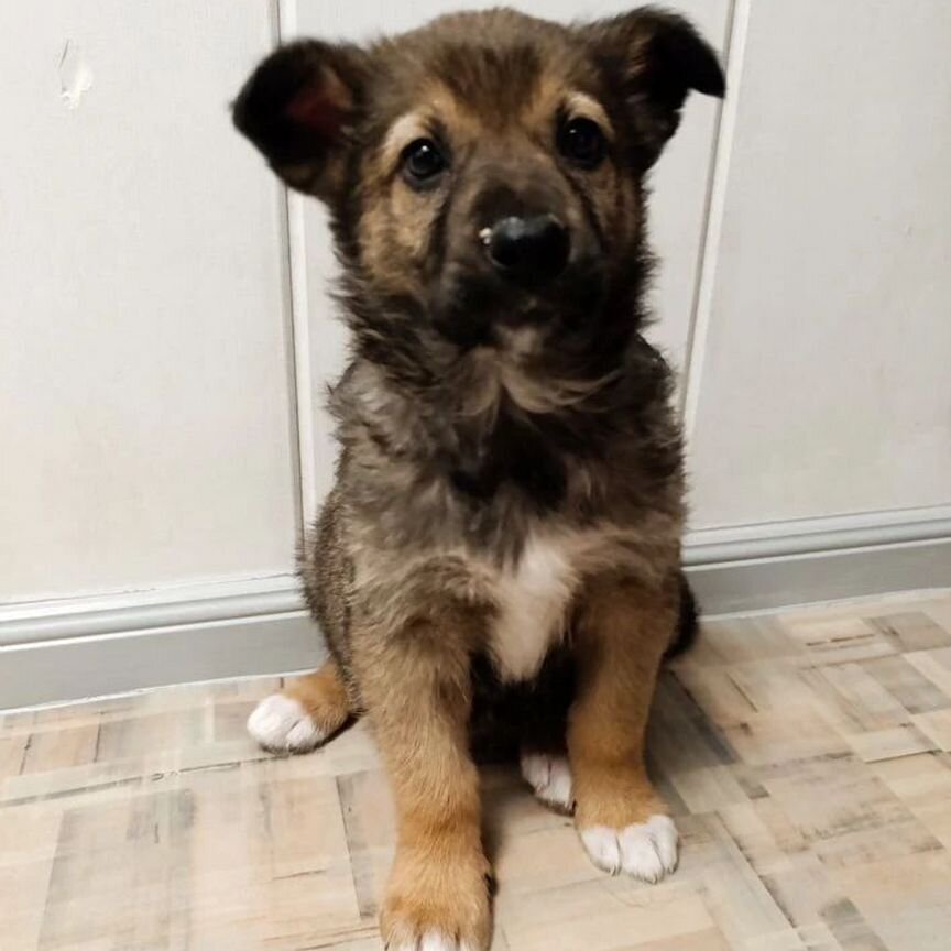 Щенок в добрые руки