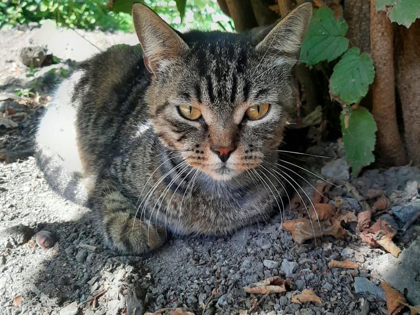 Выбросили породистого котейку, британца