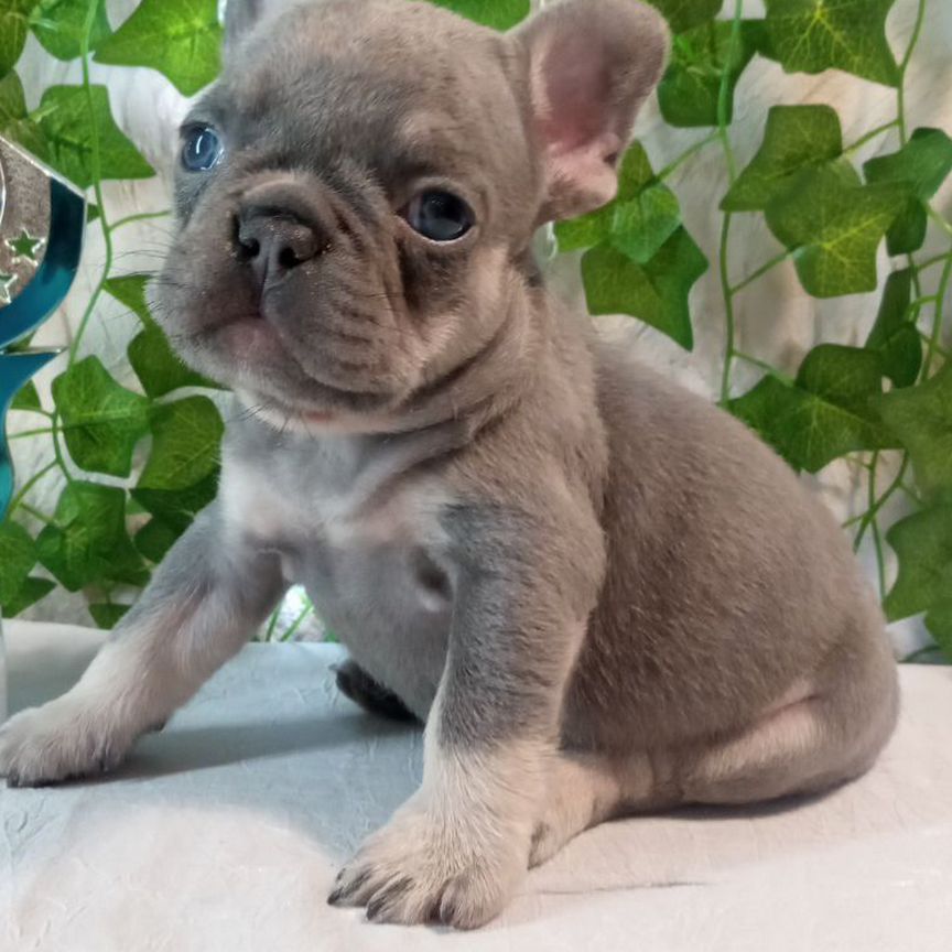 Французский бульдог, щенок