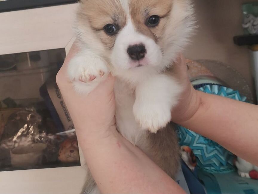 Щенки вельш - корги пемброк