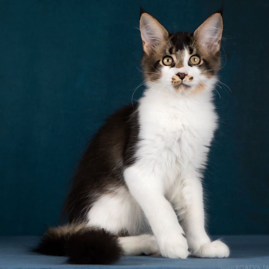 Котята породистые мейн кун