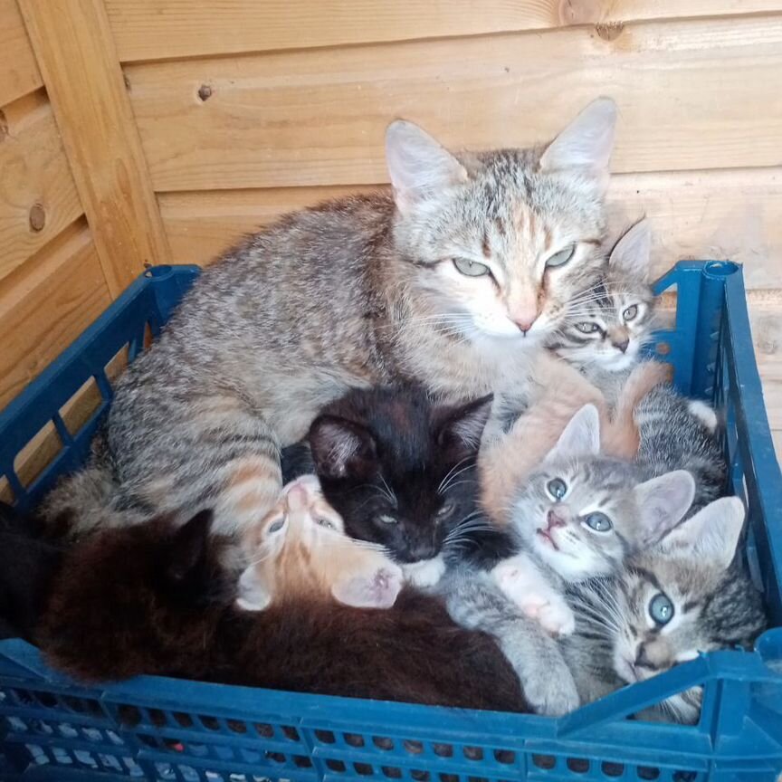 Котята в добрые руки бесплатно