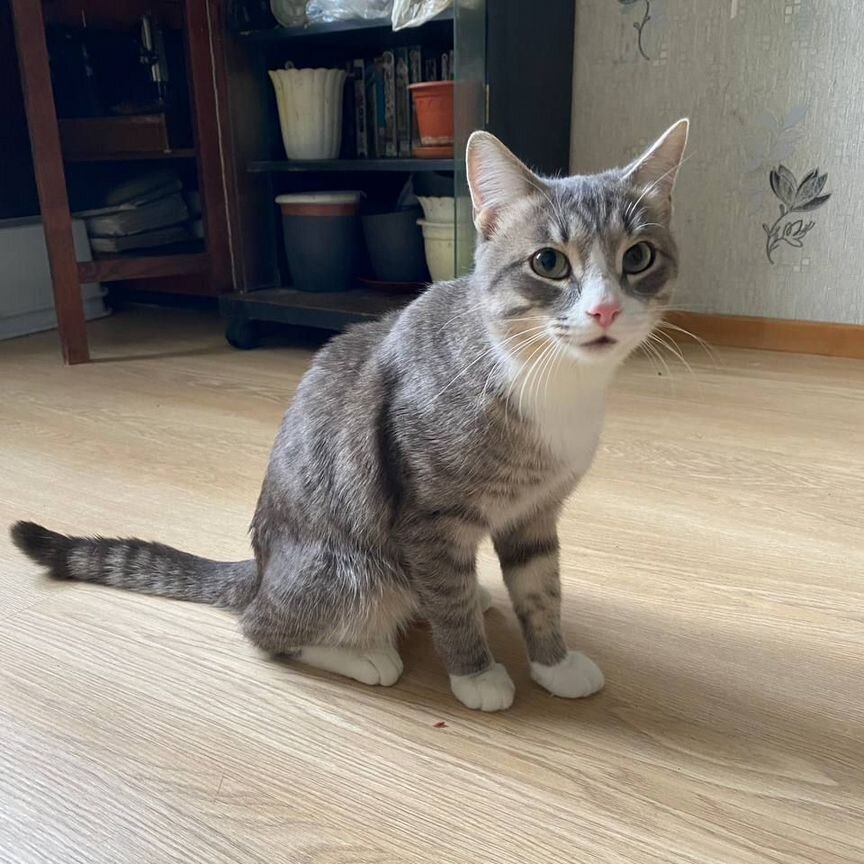Котик потеряшка в добрые руки