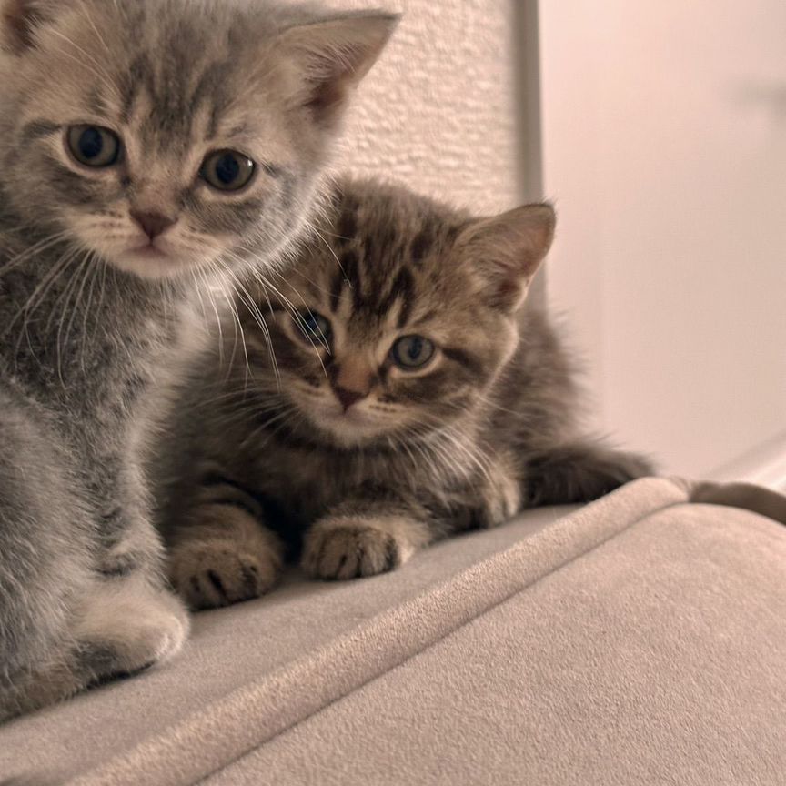 Шотландские котята