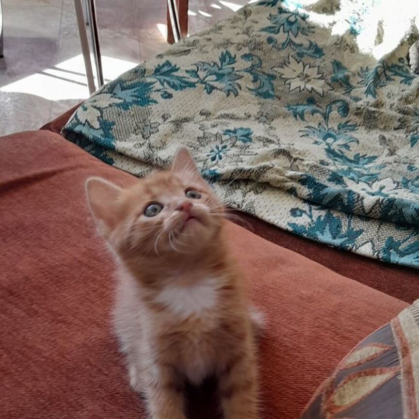 Игривые котята