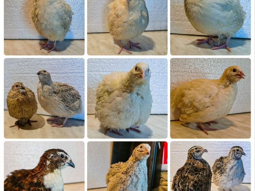 Смокинг,и ещё 18 пород инкубационное, яйцо Воронеж