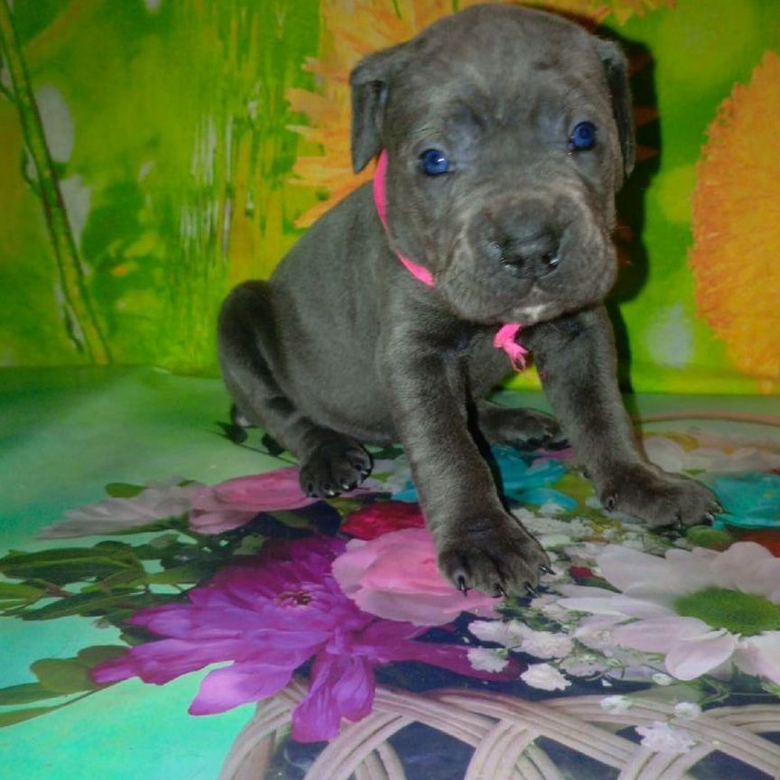 Кане-корсо, щенок