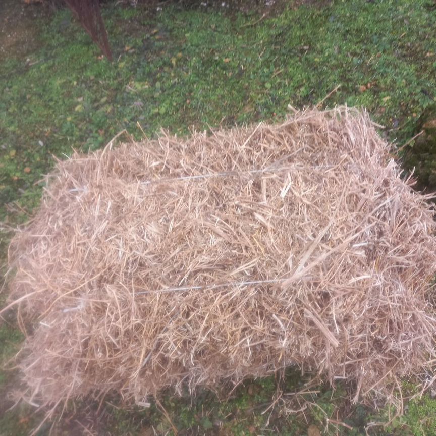 Сено в люцерная палка