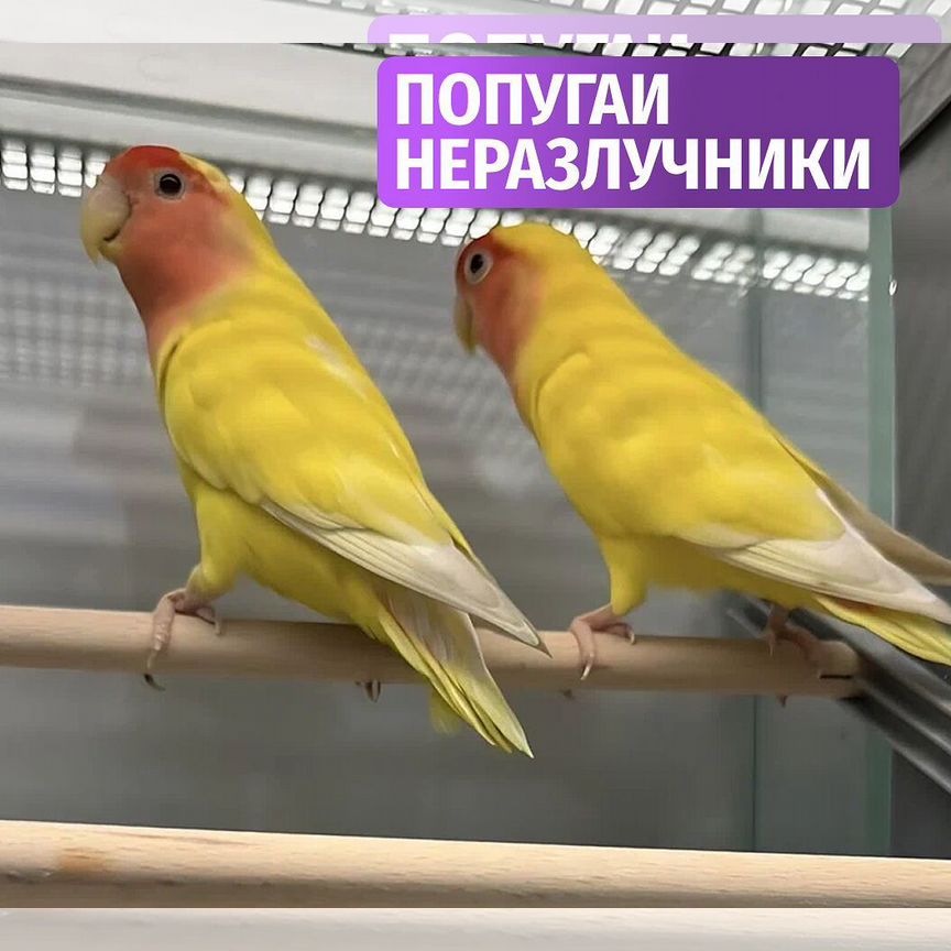 Попугаи Неразлучники
