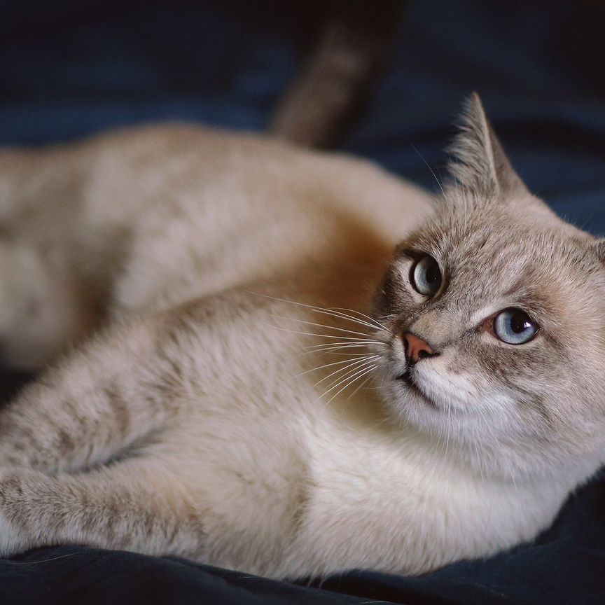 Кошка невская маскарадная